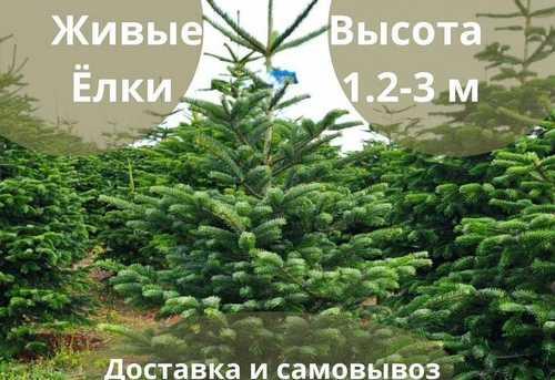Живая Русская елка