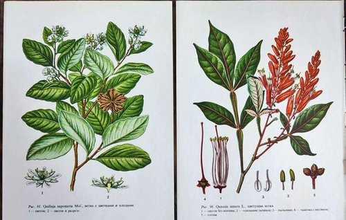 Ботанические иллюстрации тропические растения