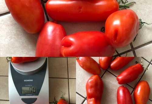 Семена сортовых томатов, Казанова и другие