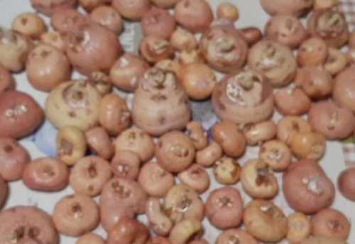 Луковицы гладиолусов