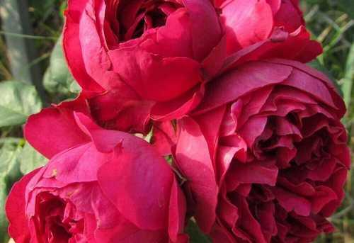 Саженцы розы Ред Эден Роуз