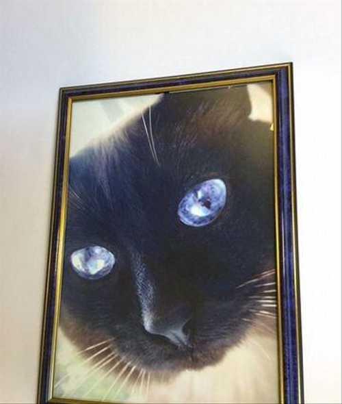 Постер / фото сиамского кота в рамке