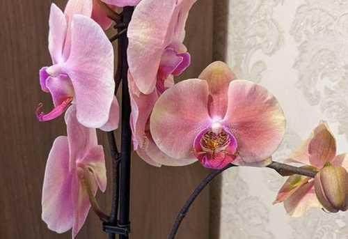 Орхидея фаленопсис отцветает