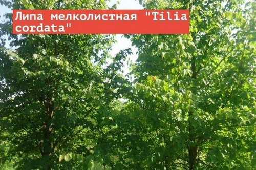 Липа мелколистная Tilia cordata /о/с 6-8 200-300