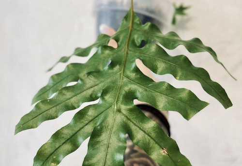 Kangaroo Paw Fern Microsorum diversifolium