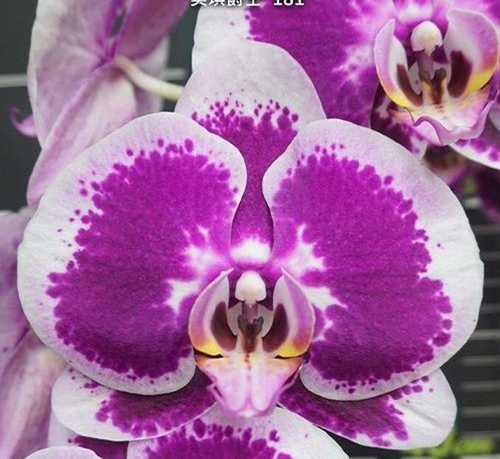 Орхидея Phal. Miki Jazz '181'