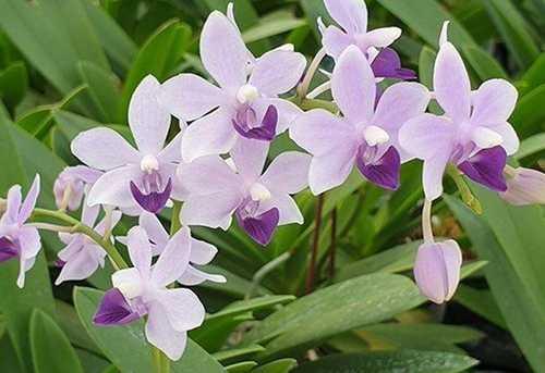 Орхидея Phal. Tzu Chiang Sapphire