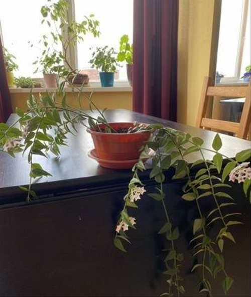 Хойя белла, hoya bella, комнатное растение