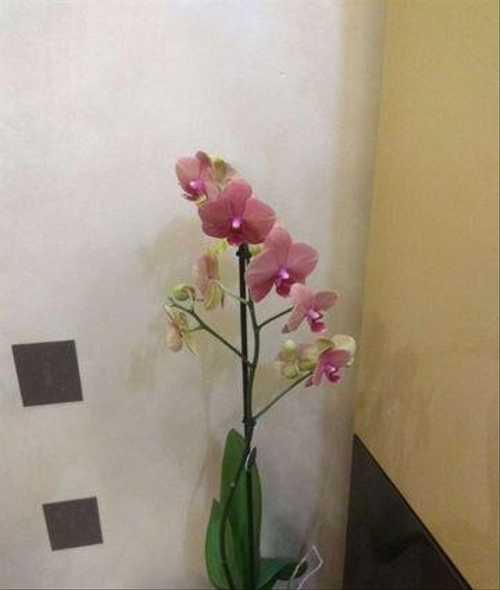 Орхидея фаленопсис Сурф Сонг, 1 ствол