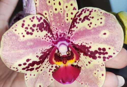 Орхидея фаленопсис фронтера