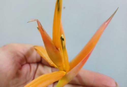 Геликония оранж