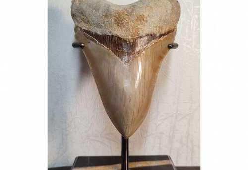 Зуб ископаемой акулы (Мегалодон) на подставке