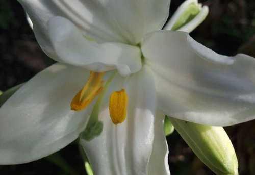 Лилия белая ароматная