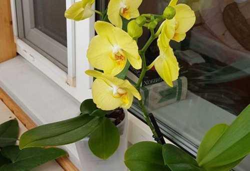 Орхидея фаленопсис Феррара