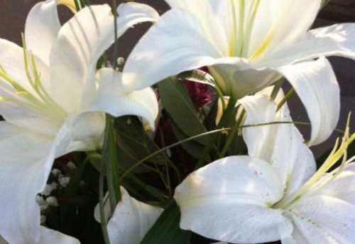 Лилия белая сортовая