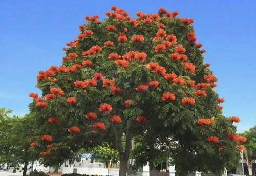 Тюльпановое дерево