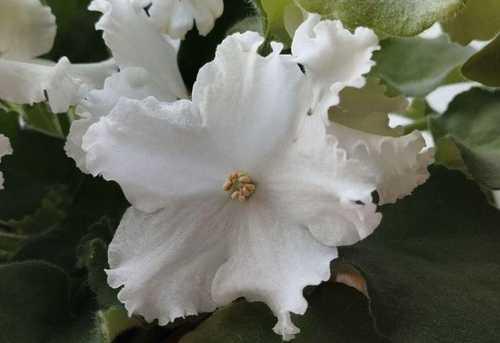 Фиалка белая крупноцветковая