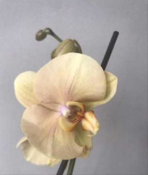 Орхидея фаленопсис африканский закат