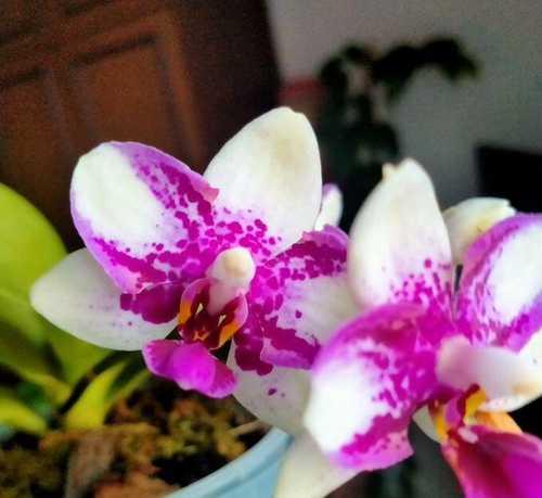 Орхидея фаленопсис Summer love (летняя любовь)