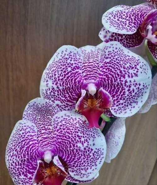 Орхидея Пандора и Ола