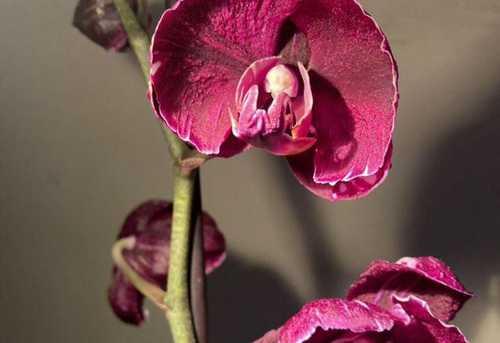 Орхидея каменная роза