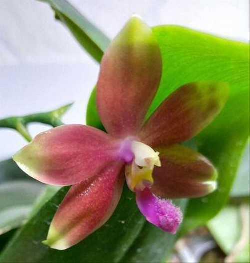 Орхидея фаленопсис подростки 2,5