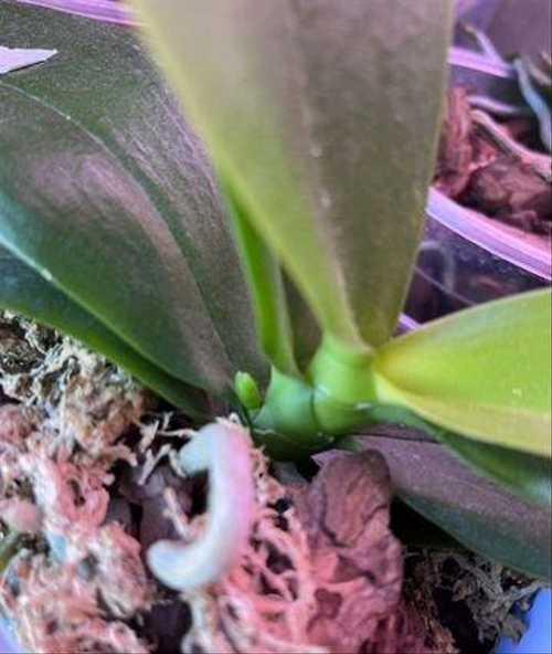 Орхидея фаленопсис golden pixie бабочка