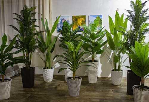 Декоративные растения для дома / офиса