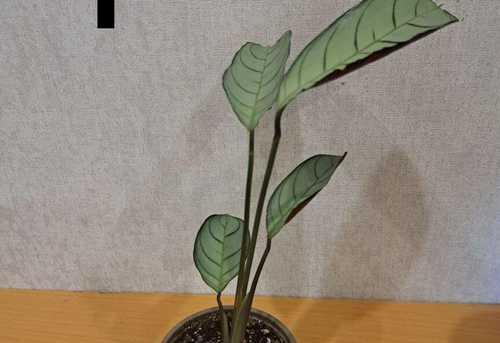 Растение комнатное Ктенанта Компакта