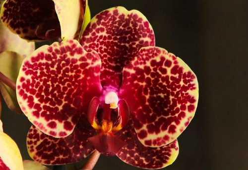 Орхидея Фаленопсис Ред Сезам 2 ст