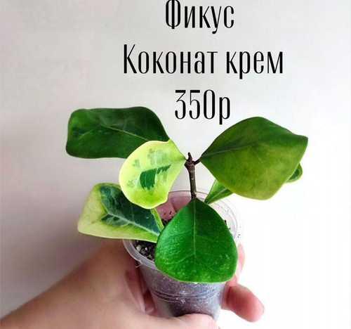 Фикус