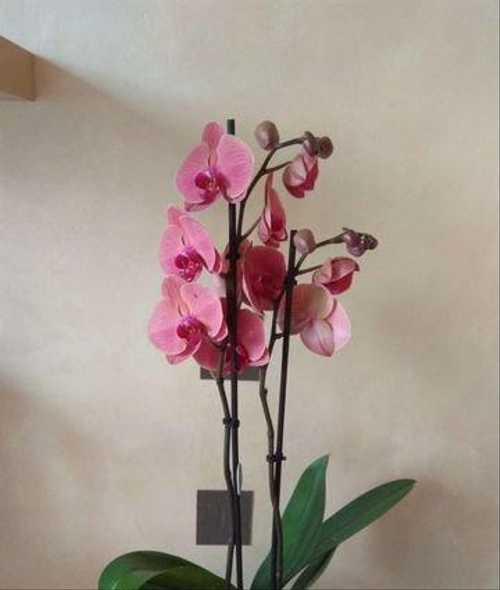 Орхидея фаленопсис Asian Coral, 2 ствола