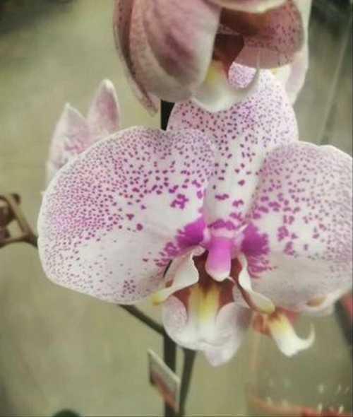 Орхидея фаленопсис гибрид 850