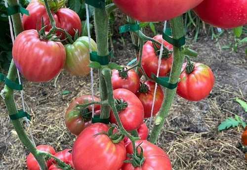 Семена Минусинских томатов