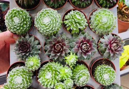 Sempervivum (молодило) - каменная роза - уличное р