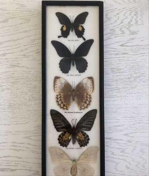 Энтомологическая коллекция бабочки