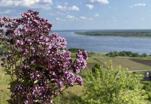 Травы. Душица, мята, зверобой