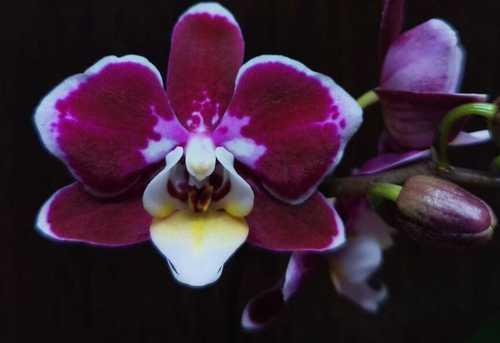 Орхидея фаленопсис бабблз
