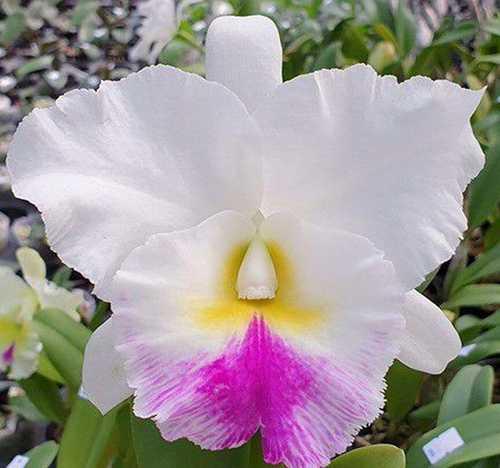 Каттлея Rlc.Orglade's Grand X Rlc.Mount Hood