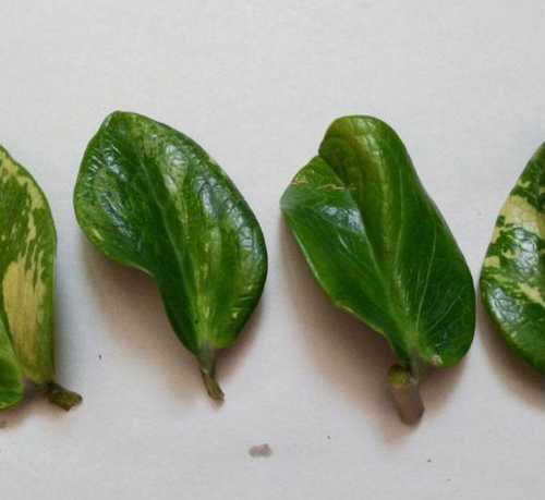 Замиокулькас Round Big Leaf mini лист