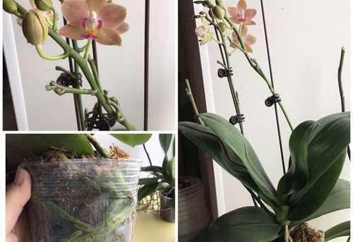 Ароматная красавица орхидея