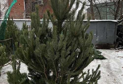 Новогодние Сосны/ Пихта/ Праздничное дерево