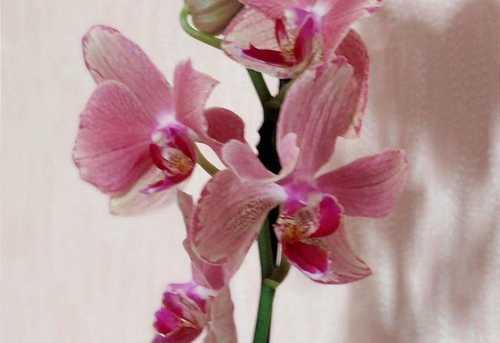 Орхидея пират пикоти в "драной" мутации