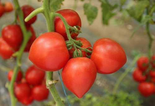 Семена томатов Ардендо F1