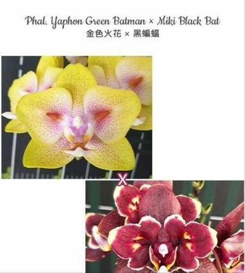 Орхидея фаленопсис.Азия