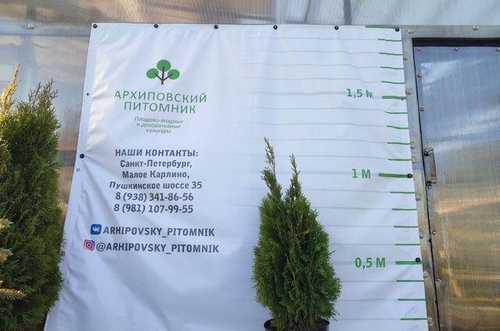 Туя Смарагд 150см