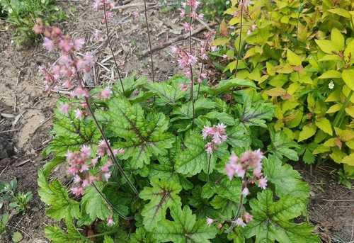 Гейхерелла Тапестри