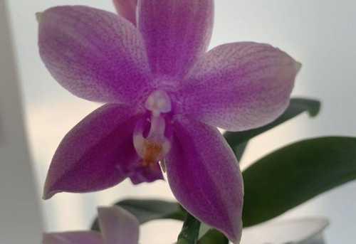 Орхидея фаленопсис Мики флора