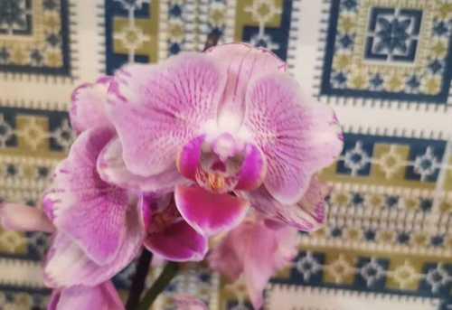 Орхидея фаленопсис Пират Пикоти бабочка