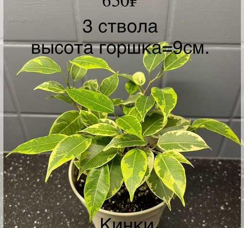 Фикус бенджамина Кинки